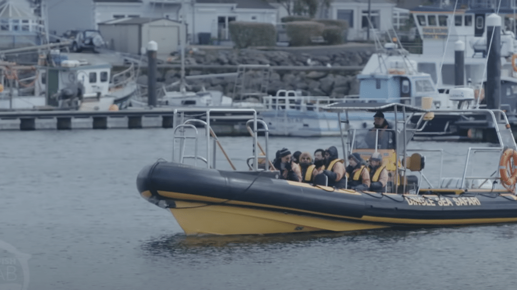 New Video Unveils the Impact Of Boat Strikes on Endangered Basking ...